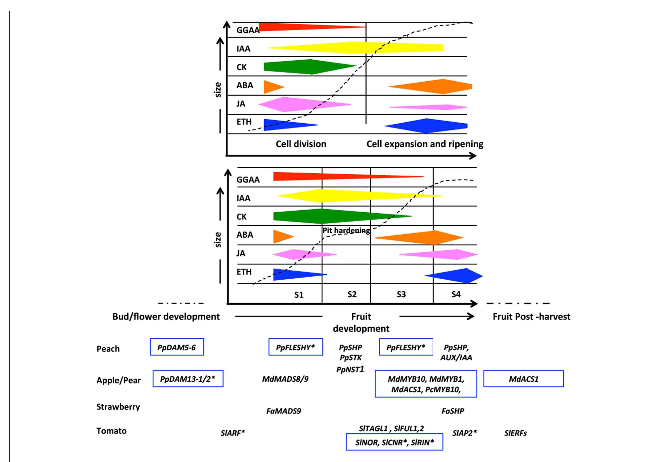 | schematic representation of main stages of fruit growth