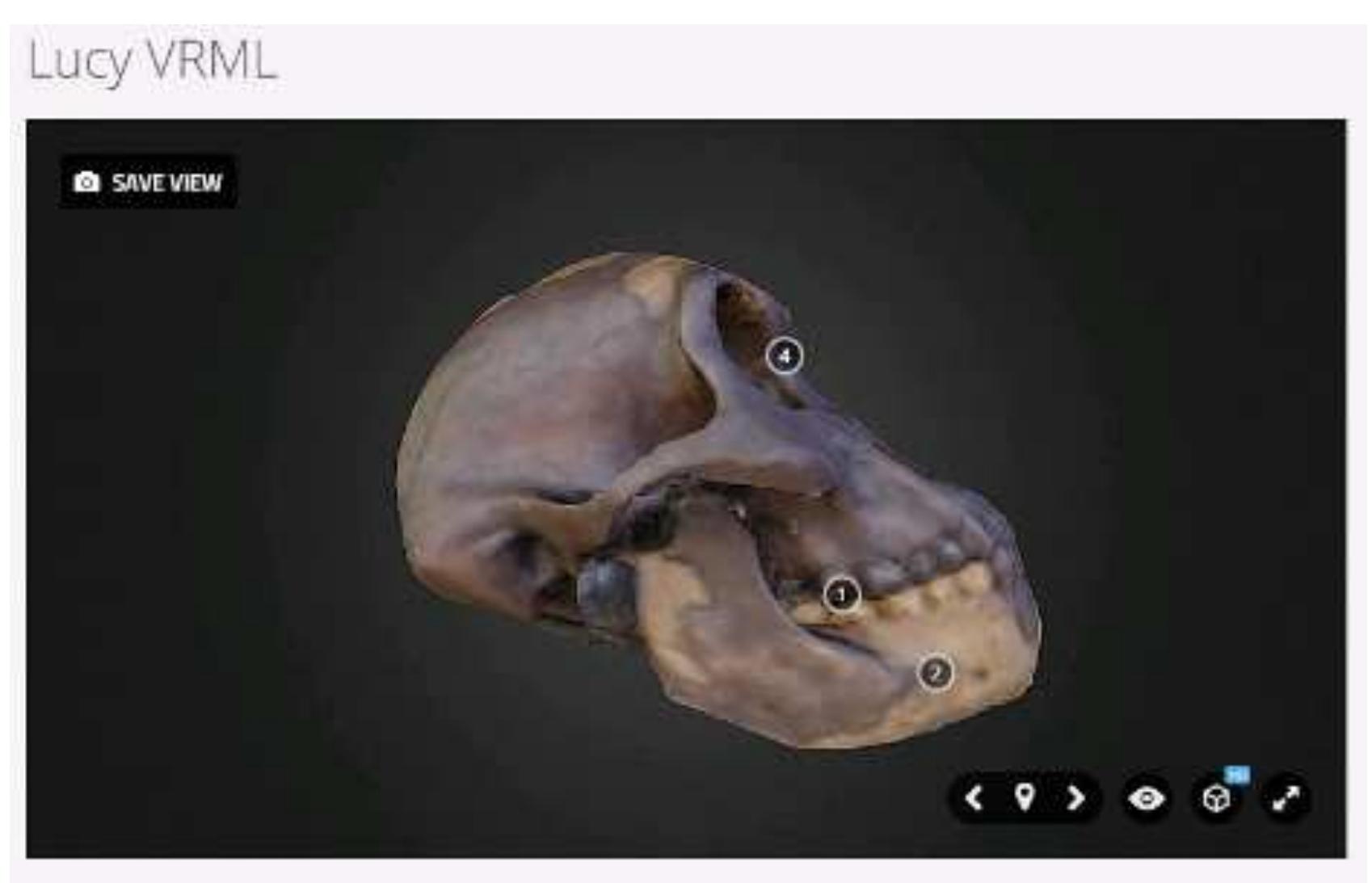 3d, annotated australopithecus afarensis cranium model