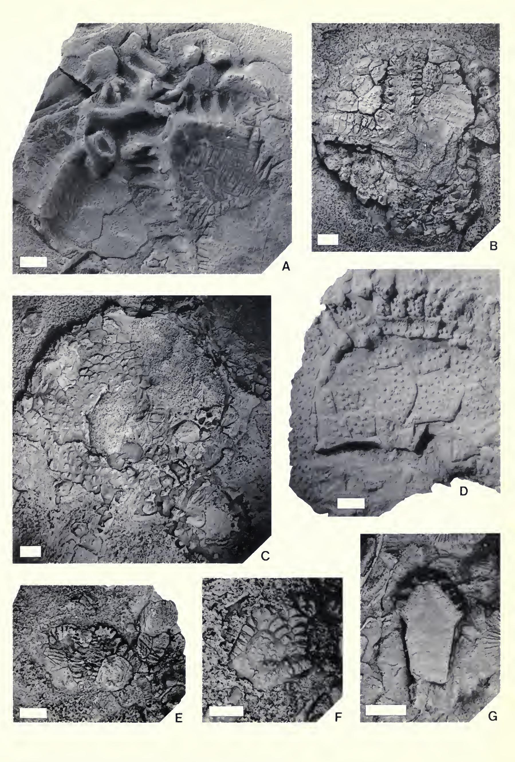 (PDF) Revised phylogeny and functional interpretation of the ...