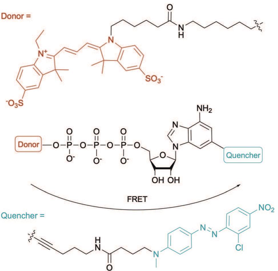 Structure of the fluorogenic probe used in a fret-based
