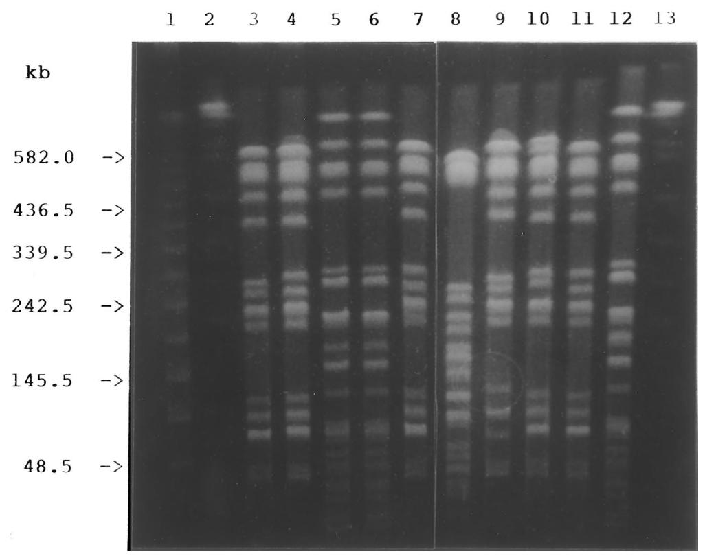 Pulsed-field gel electrophoresis patterns of xbal-digested