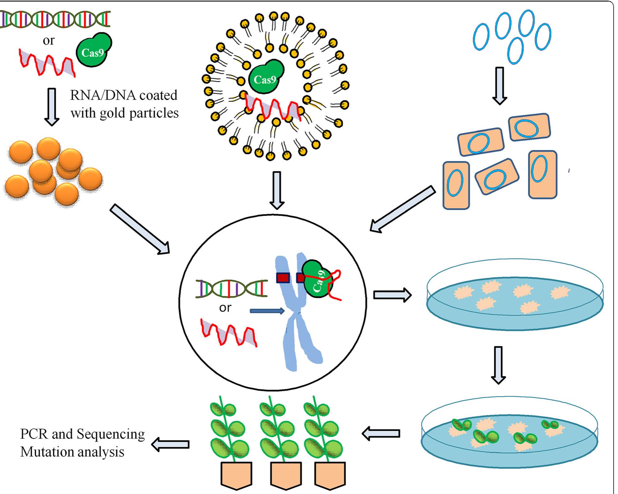 Schematic representation of crispr/cas9 construct transfer