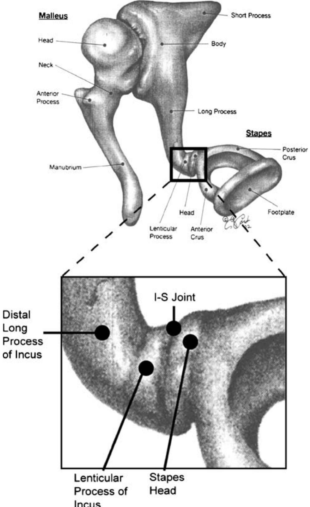 Drawing of the human ossicular chain taken from the
