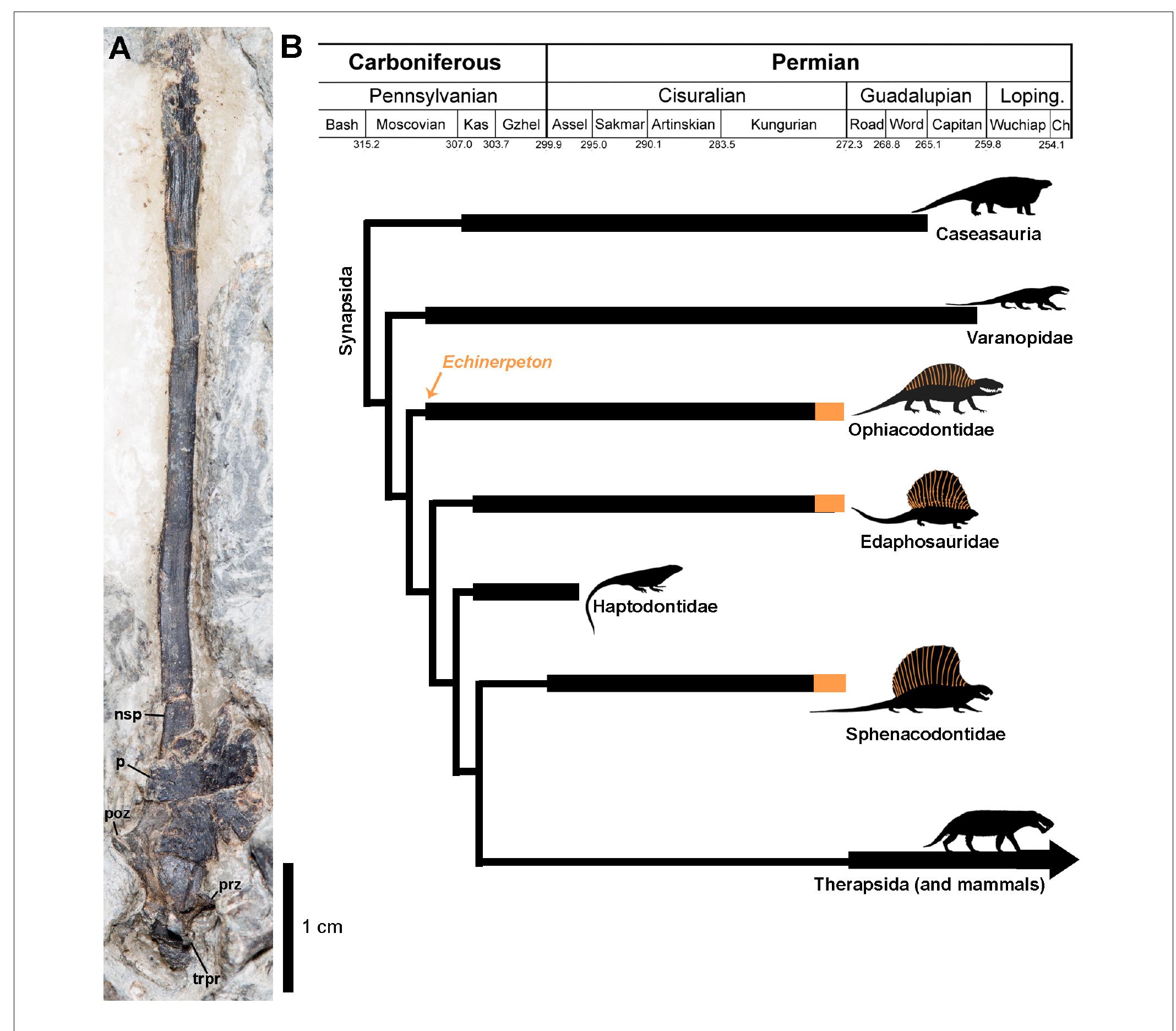 (PDF) Antiquity of “Sail-Backed” Neural Spine Hyper-Elongation in ...