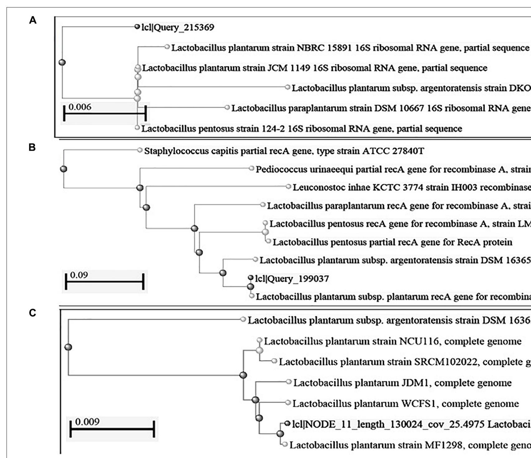 | construction of phylogenetic tree using ncbi database by