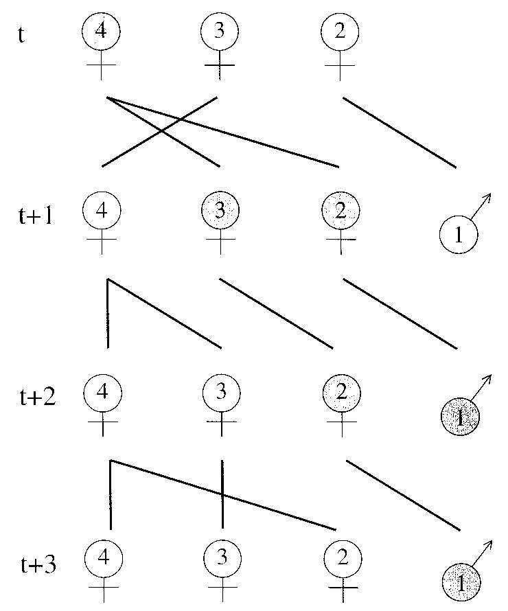 —example of female lineages following system w of wang
