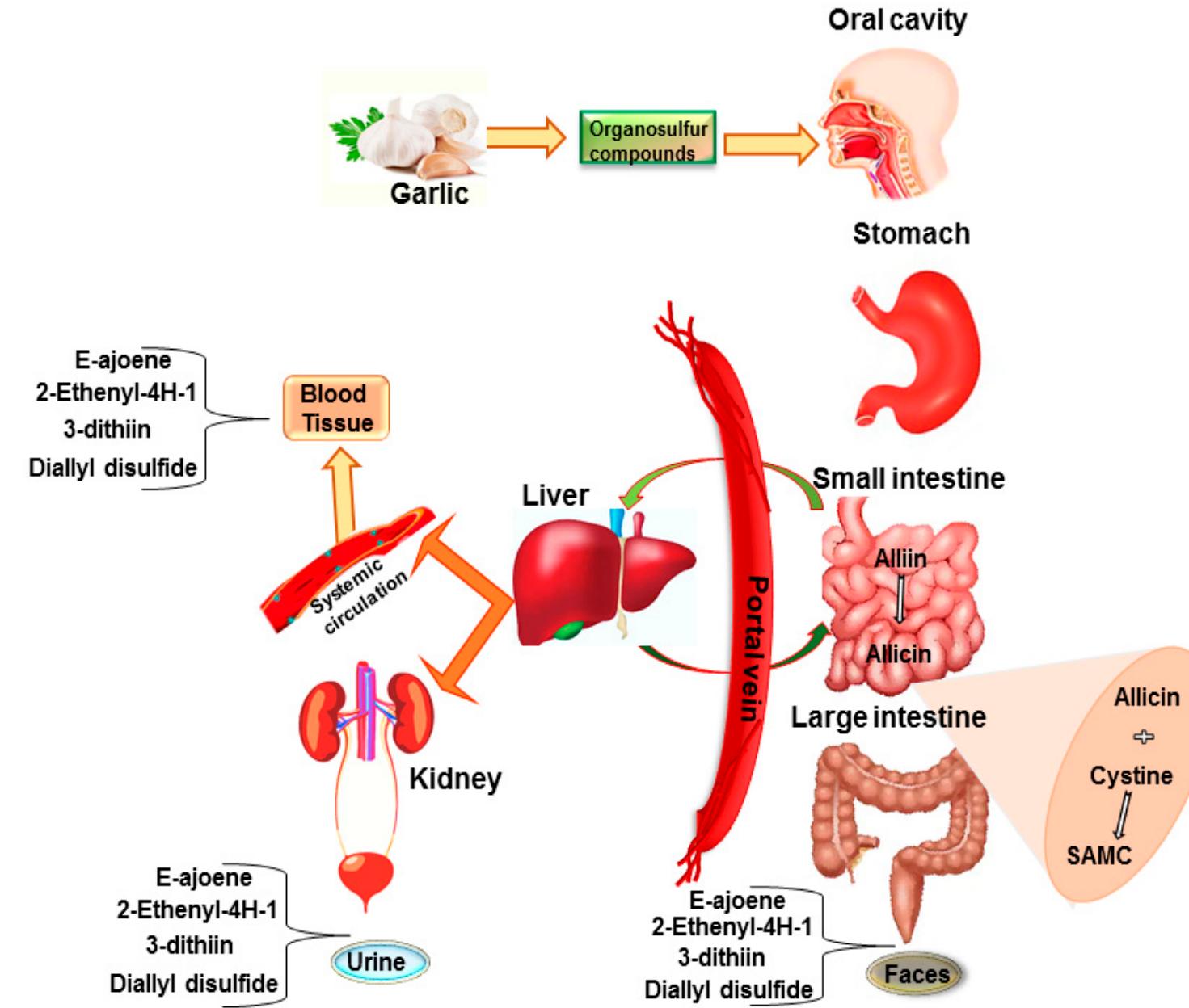 Schematic illustration of absorption, metabolism, and