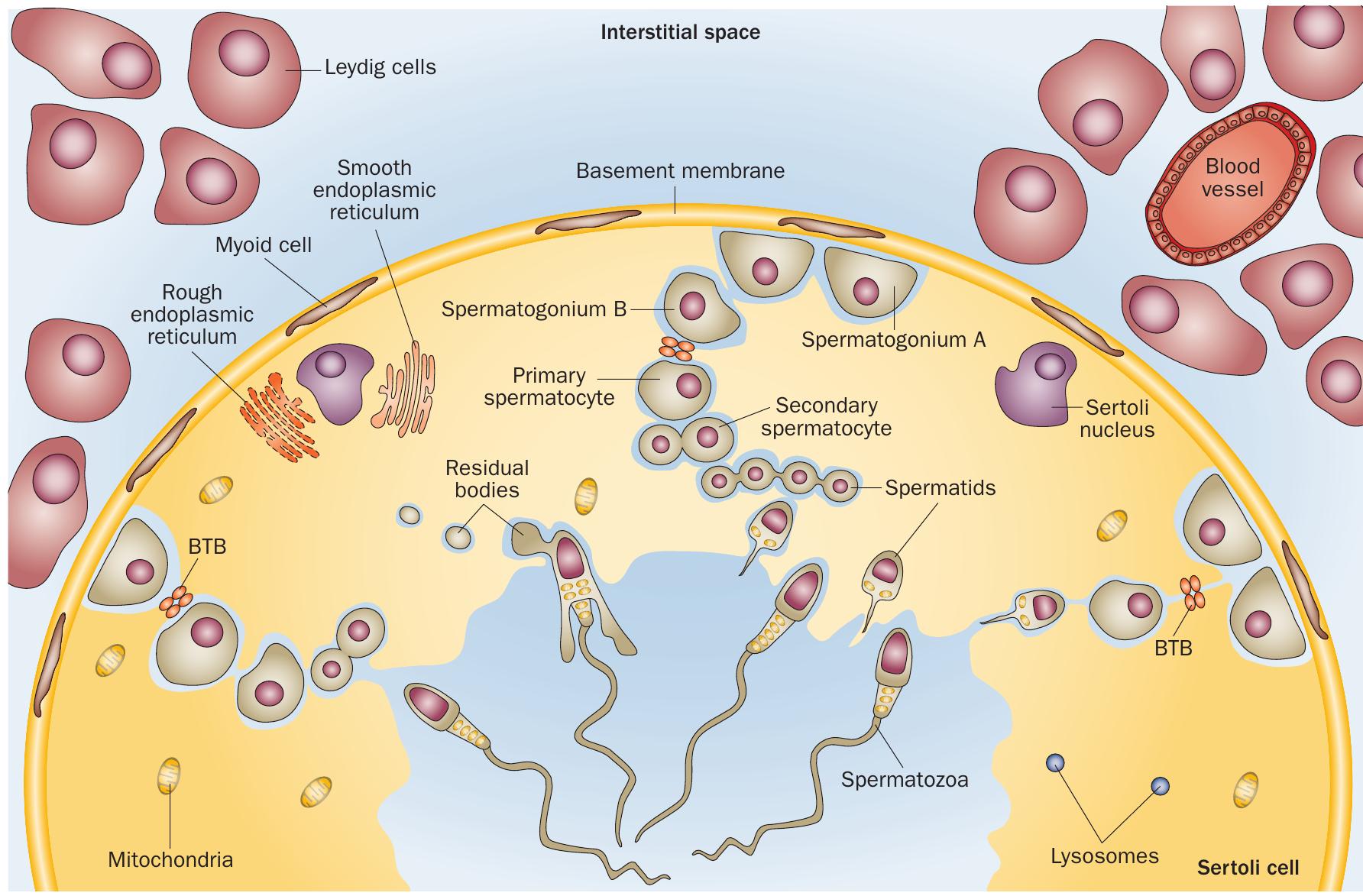 | schematic illustration of spermatogenesis. the