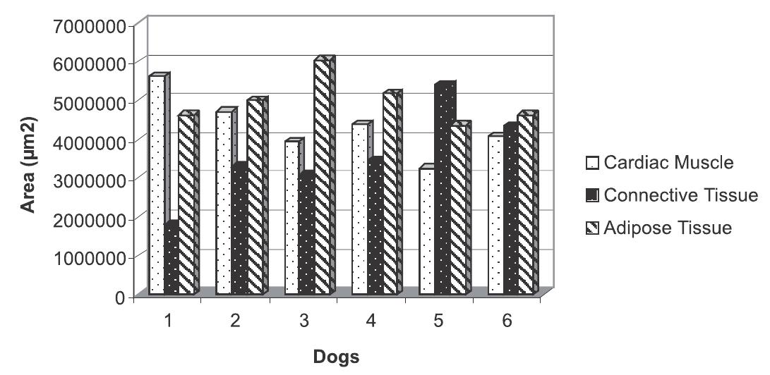 - area occupied by cardiac muscle, connective and adipose