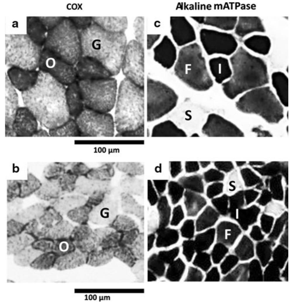 Fiber types in edl muscles. a, b micrographs of muscle