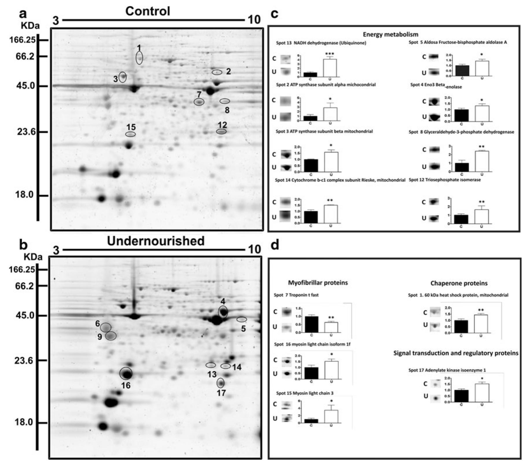 Representative 2d maps of edl muscle proteins. edl muscle