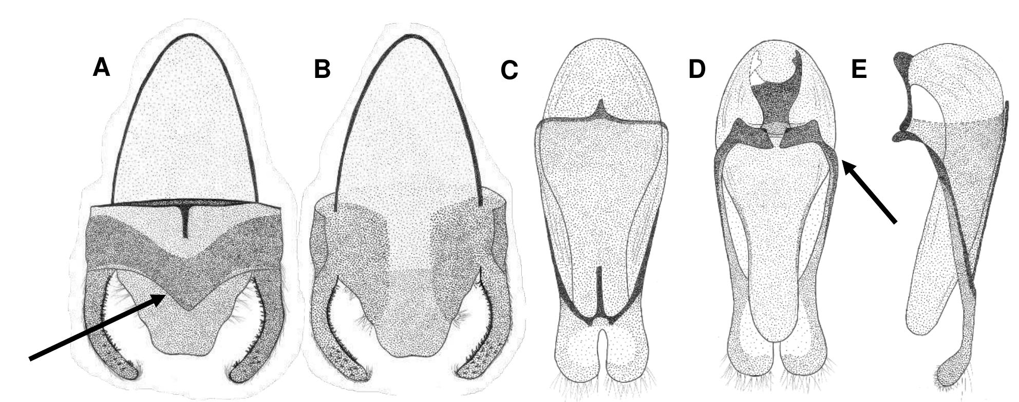Melittomma pilzi n. sp. male genitalia. a) abdominal