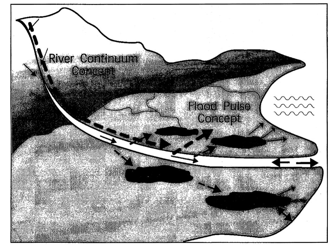 3 schematic showing the dominant river system models in a
