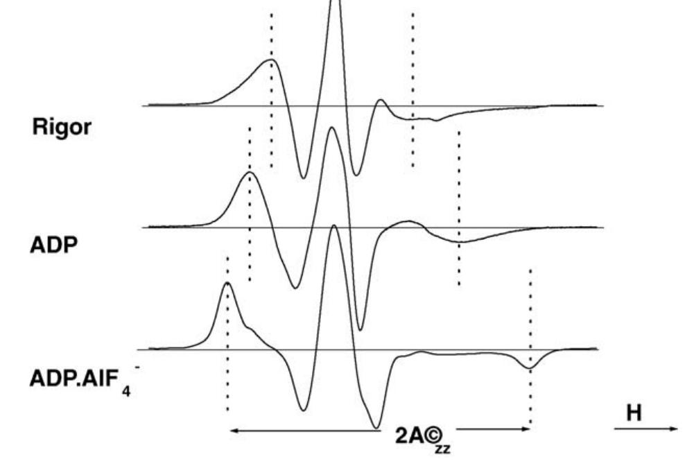 Epr spectra of spin-labelled myosin heads in muscle fibre