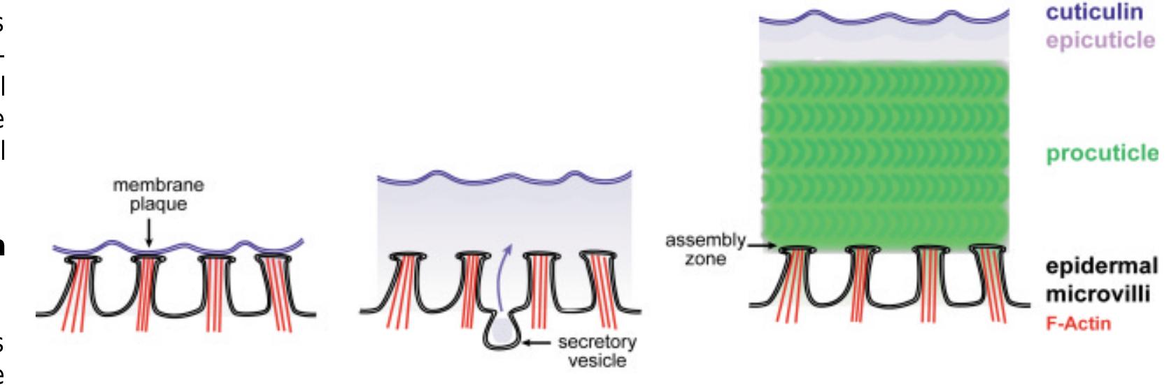 Schematic representation of the formation of the different