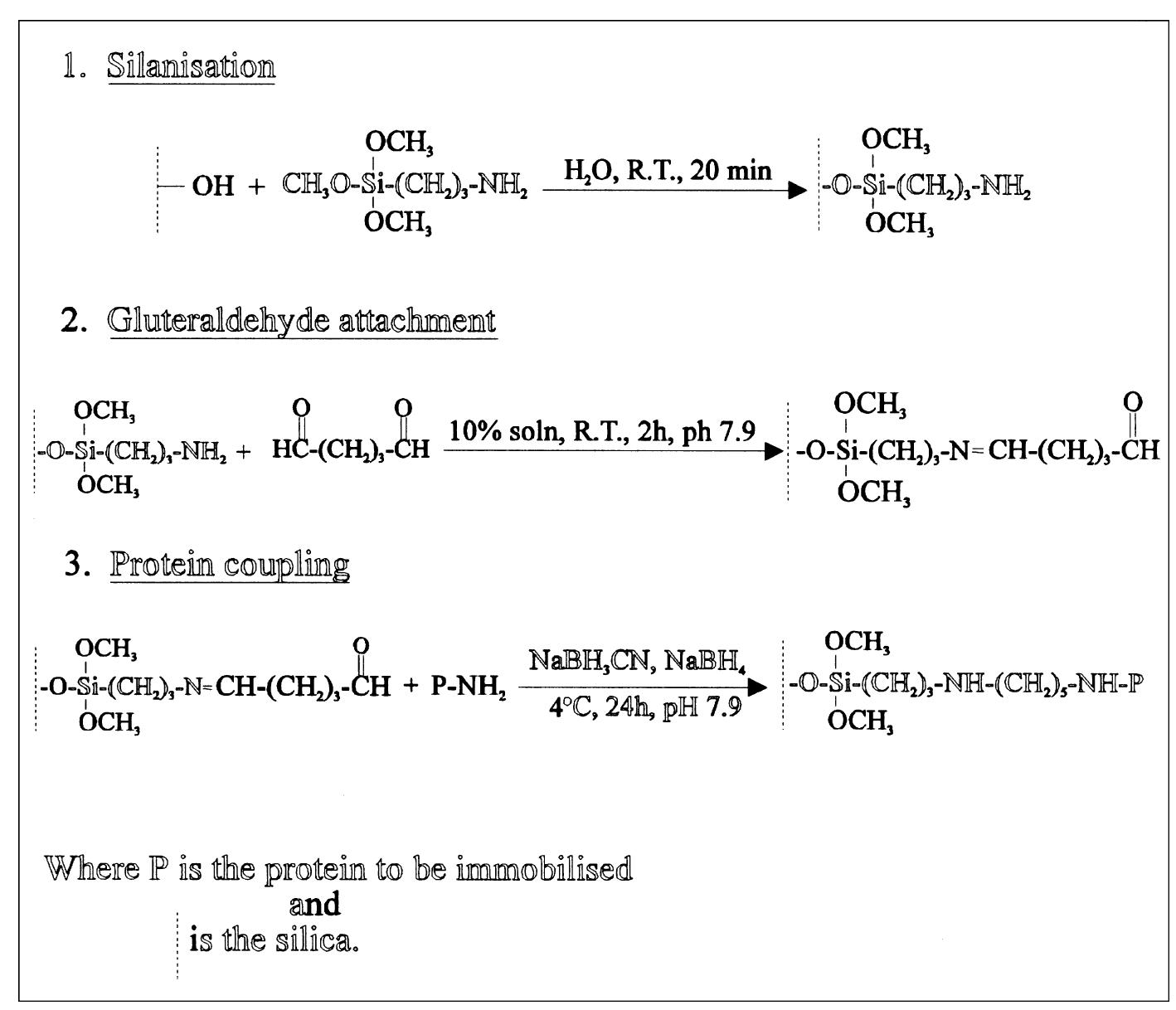 The reaction mechanism showing the covalent bonding between