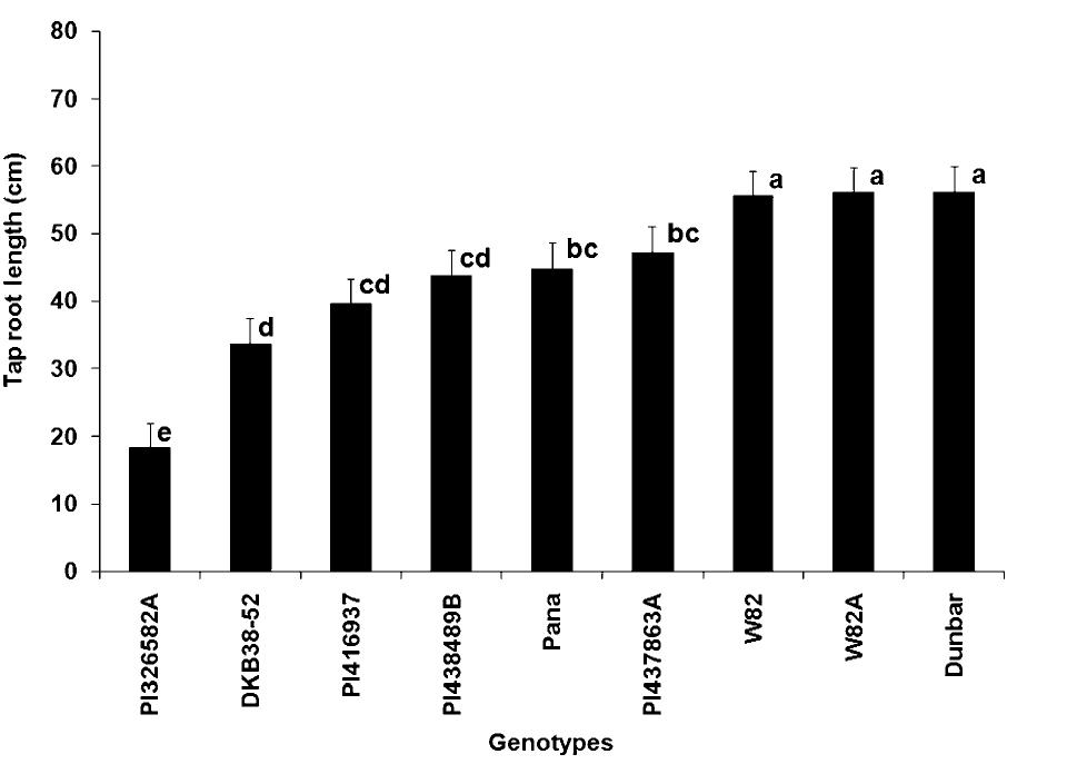 Tap root length of eight soybean cultivars/pi lines with