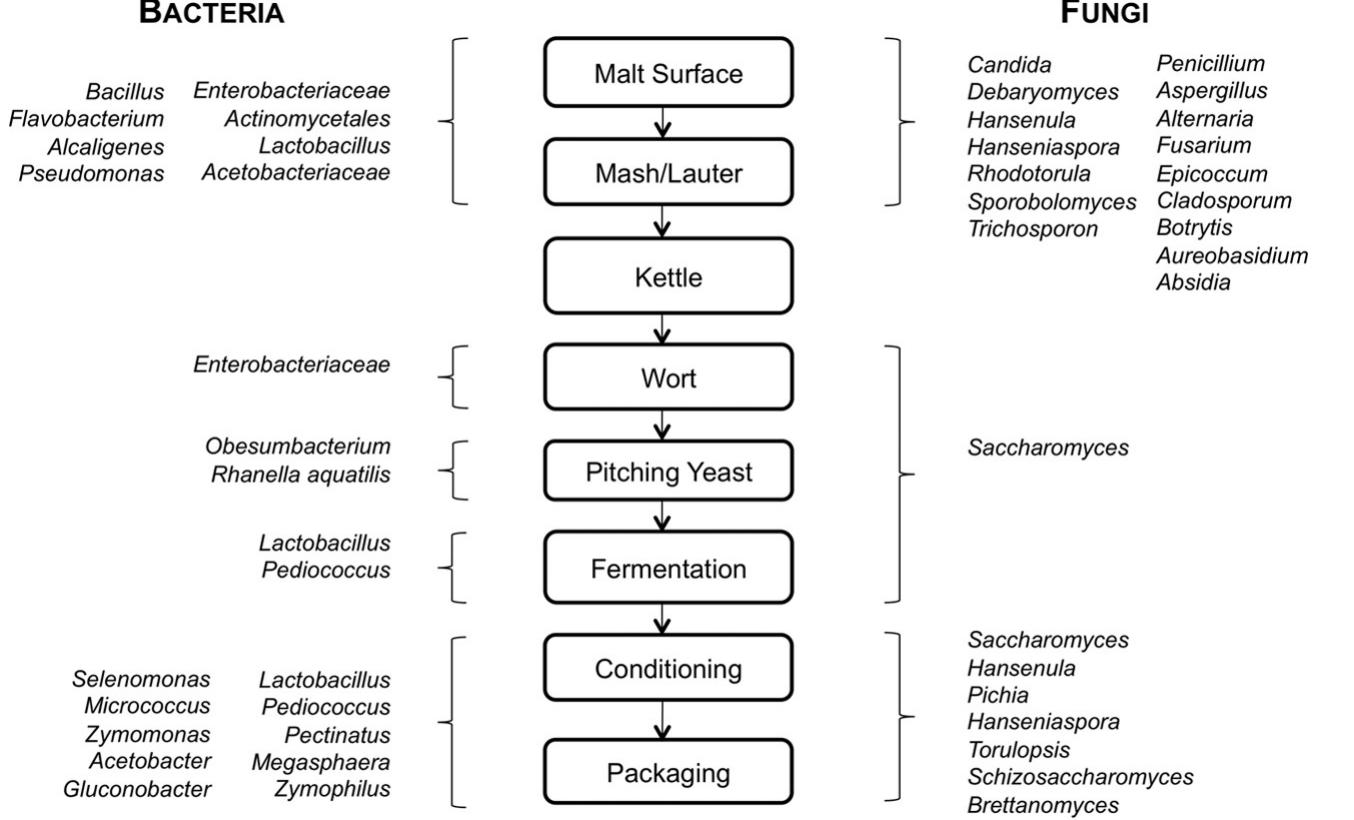 Ig 1 microbiota of malting and brewing. the diagram shows an