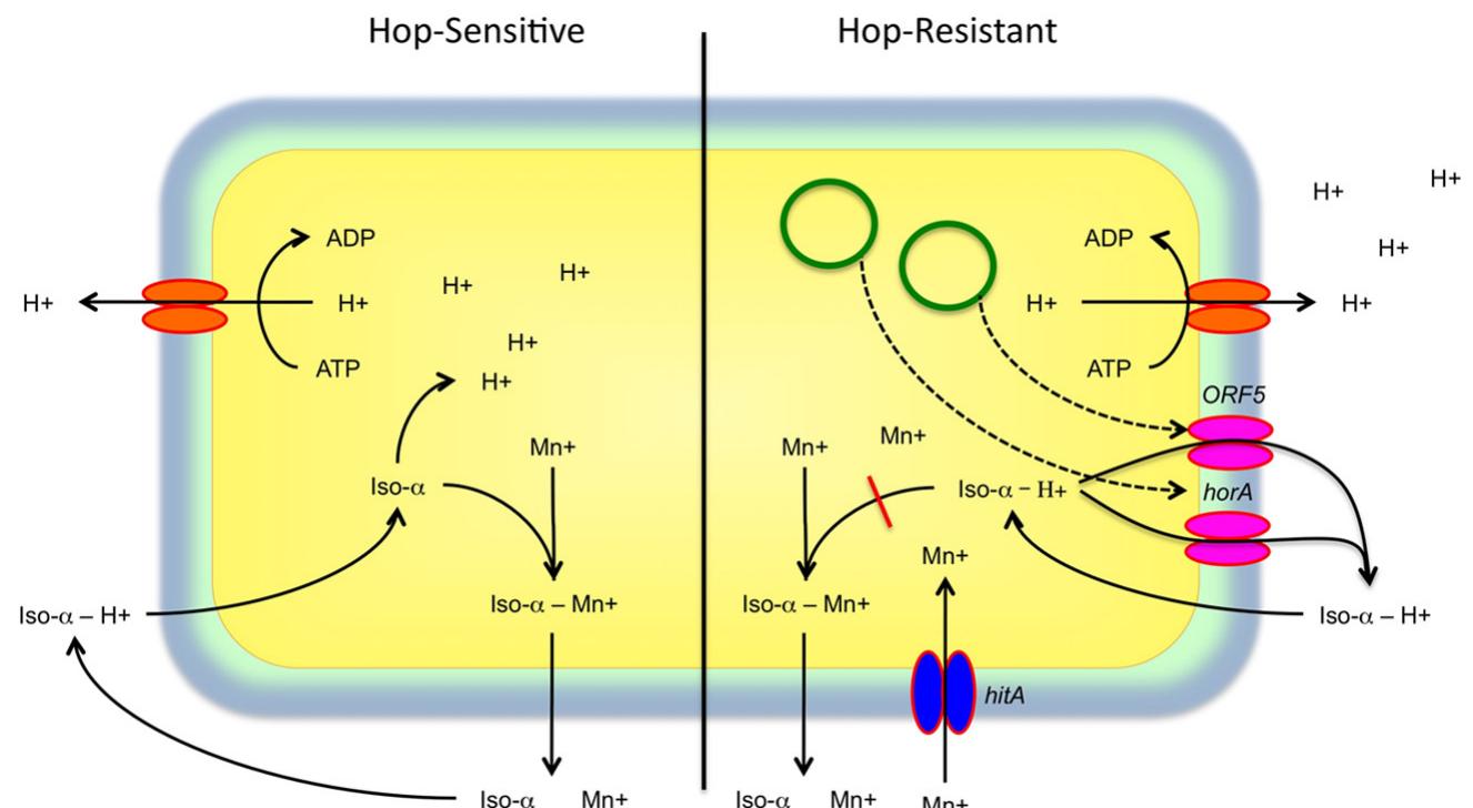 Schematic overview of main mechanisms of hop toxicity and