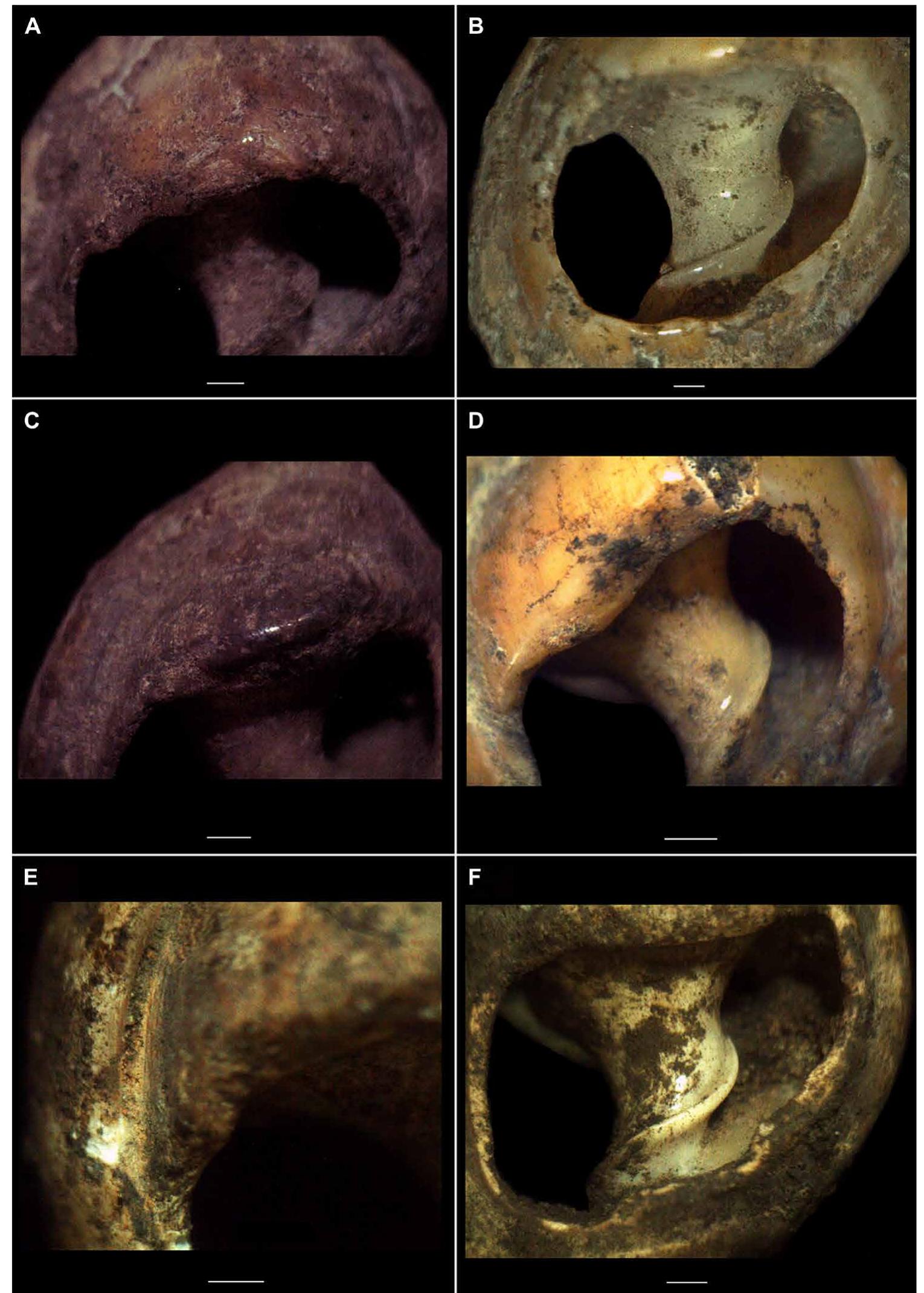 Close-up photographs of apertures of shell ornaments. (a to