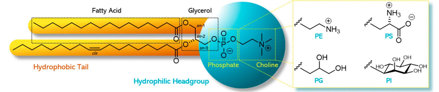 Chemical structure of a phospholipid as exampled by