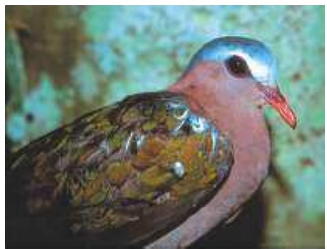 Figure 66 - BIRDS OF PHU QUOC ISLAND