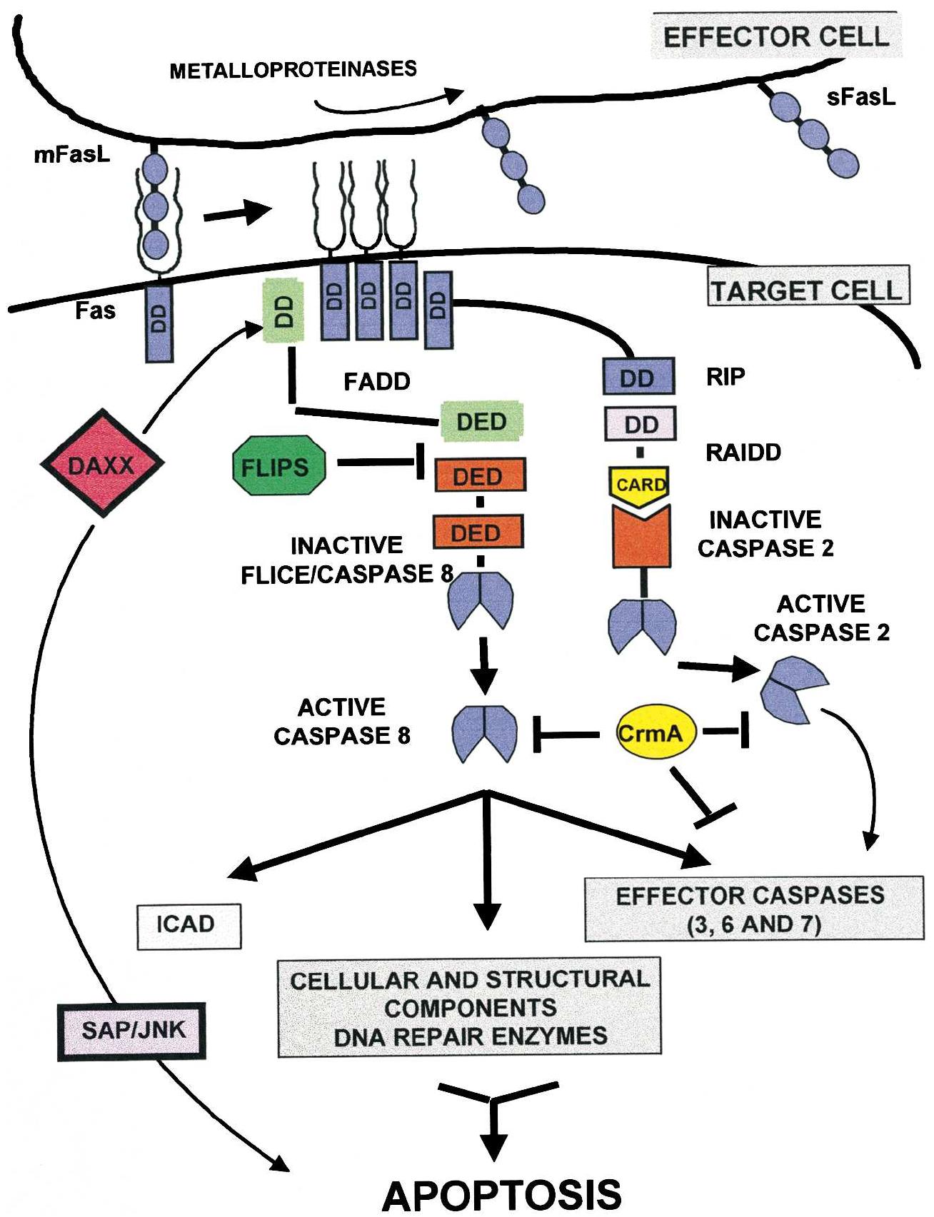 Schematic presentation of fas-mediated signaling pathway.