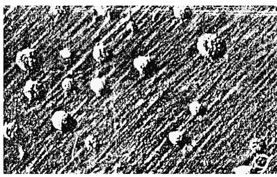 Electron micrograph showing liquid hycar rubber precipitated