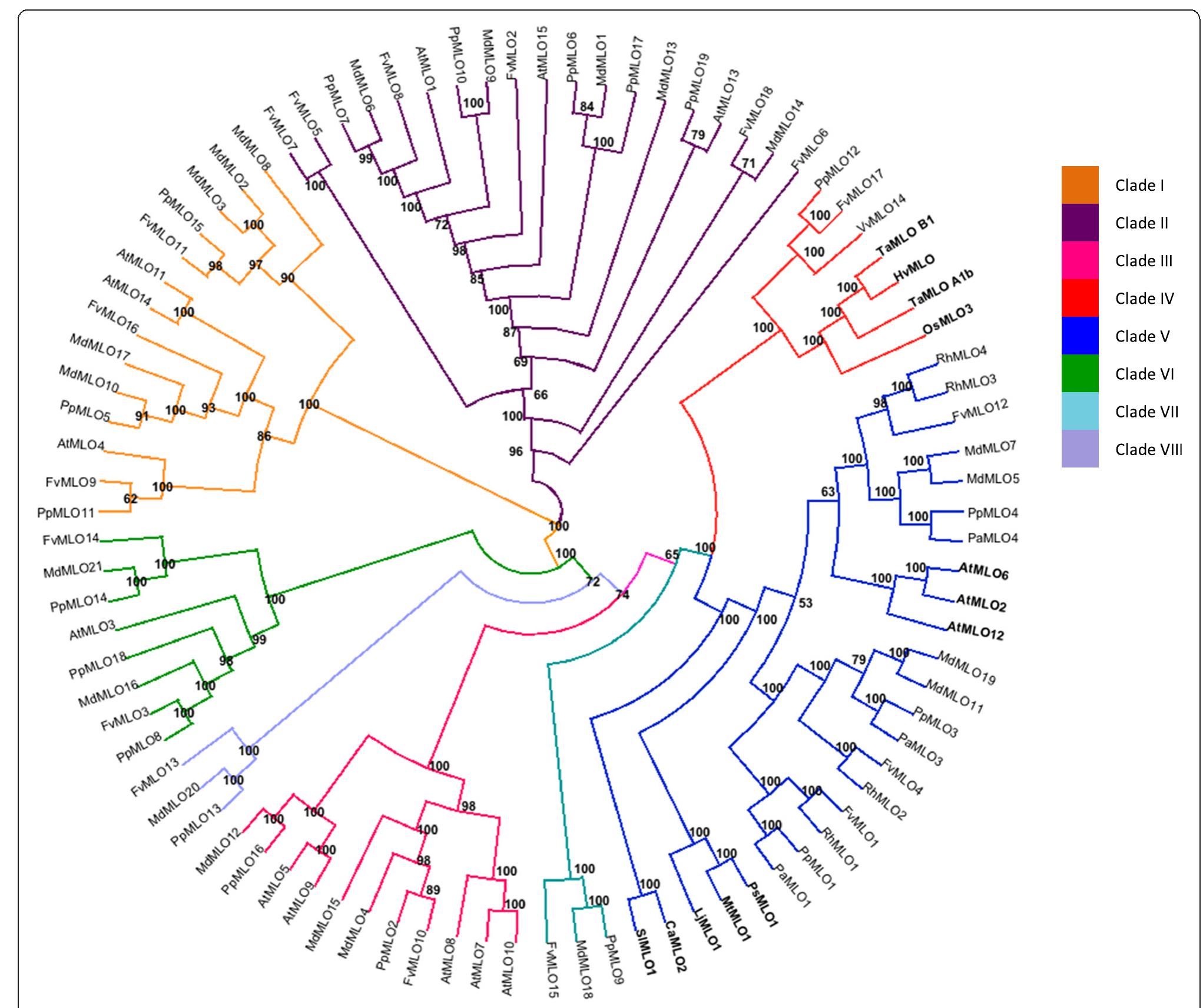 Phylogenetic tree of rosaceae mlo. phylogenetic