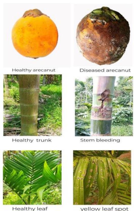 Healthy and diseased images of areca nut, trunk and leaf