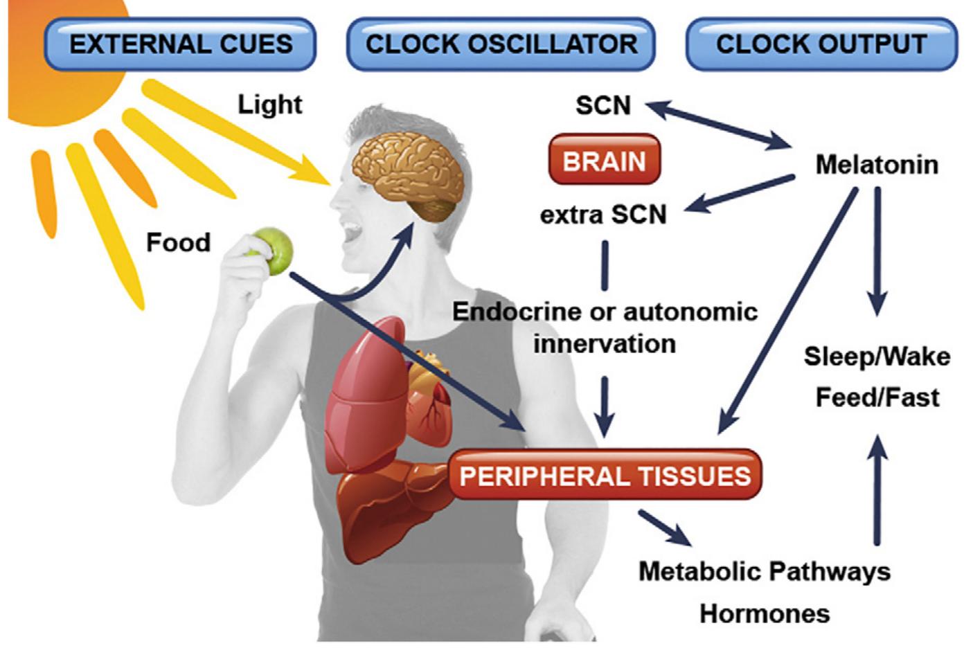 Regulation of circadian rhythms by internal and external