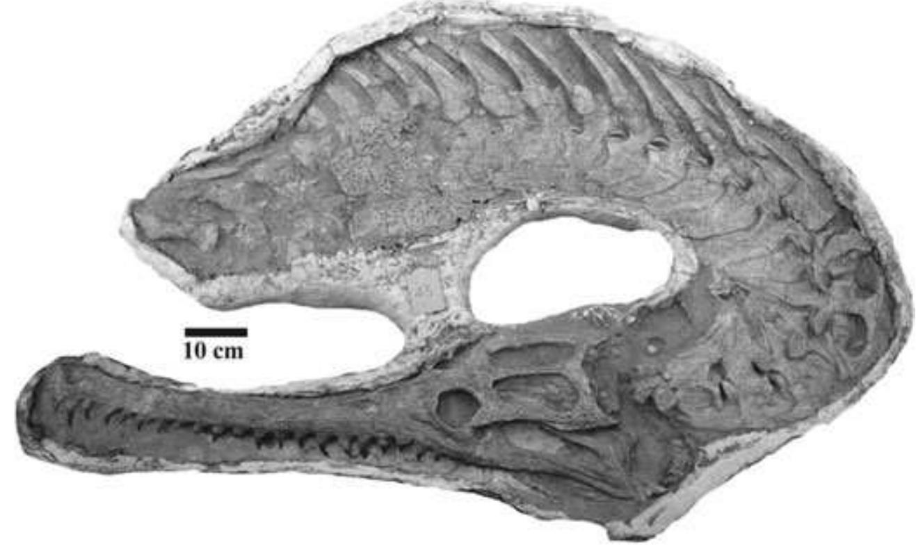 Skull, cervical and dorsal vertebrae of dyrosaurus