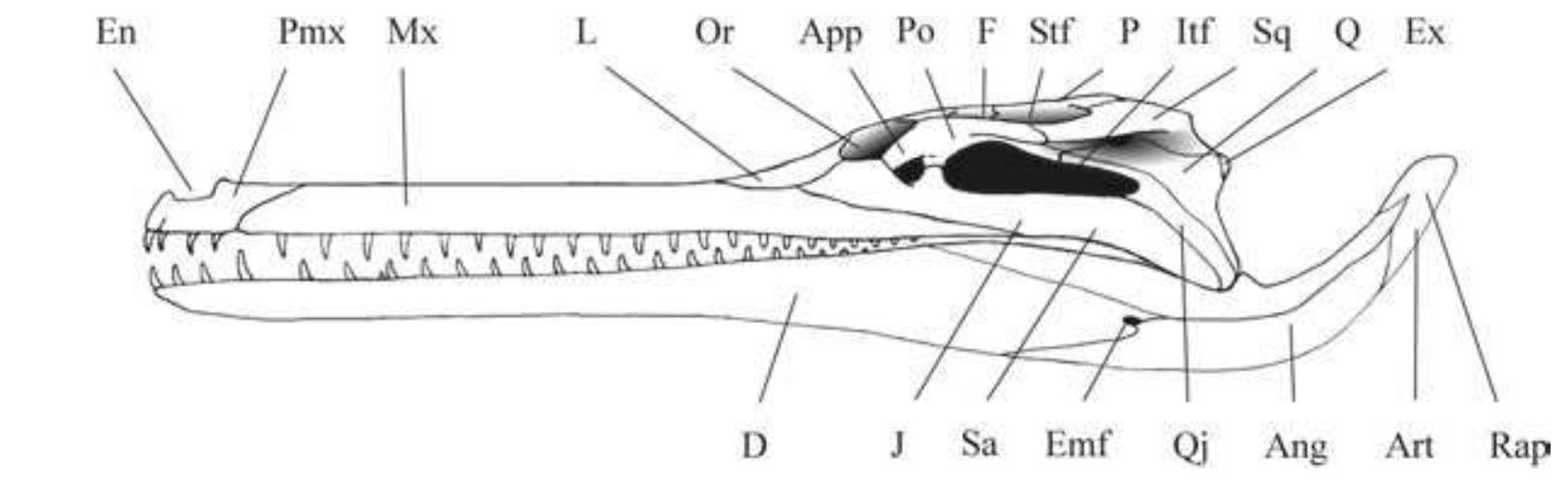 Reconstruction of the skull and mandible of dyrosaurus