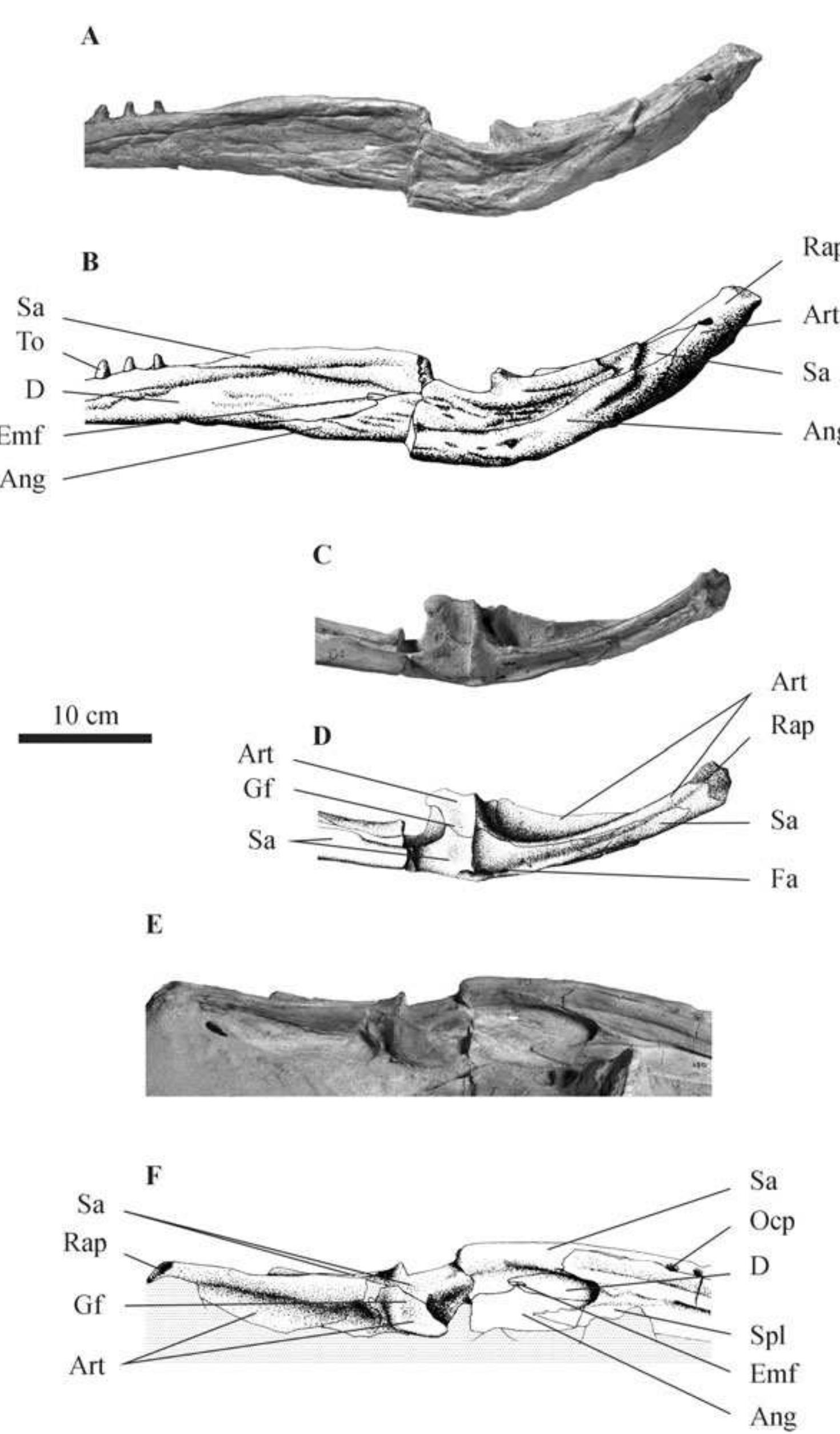 Posterior part of the left mandibular ramus of dyrosaurus