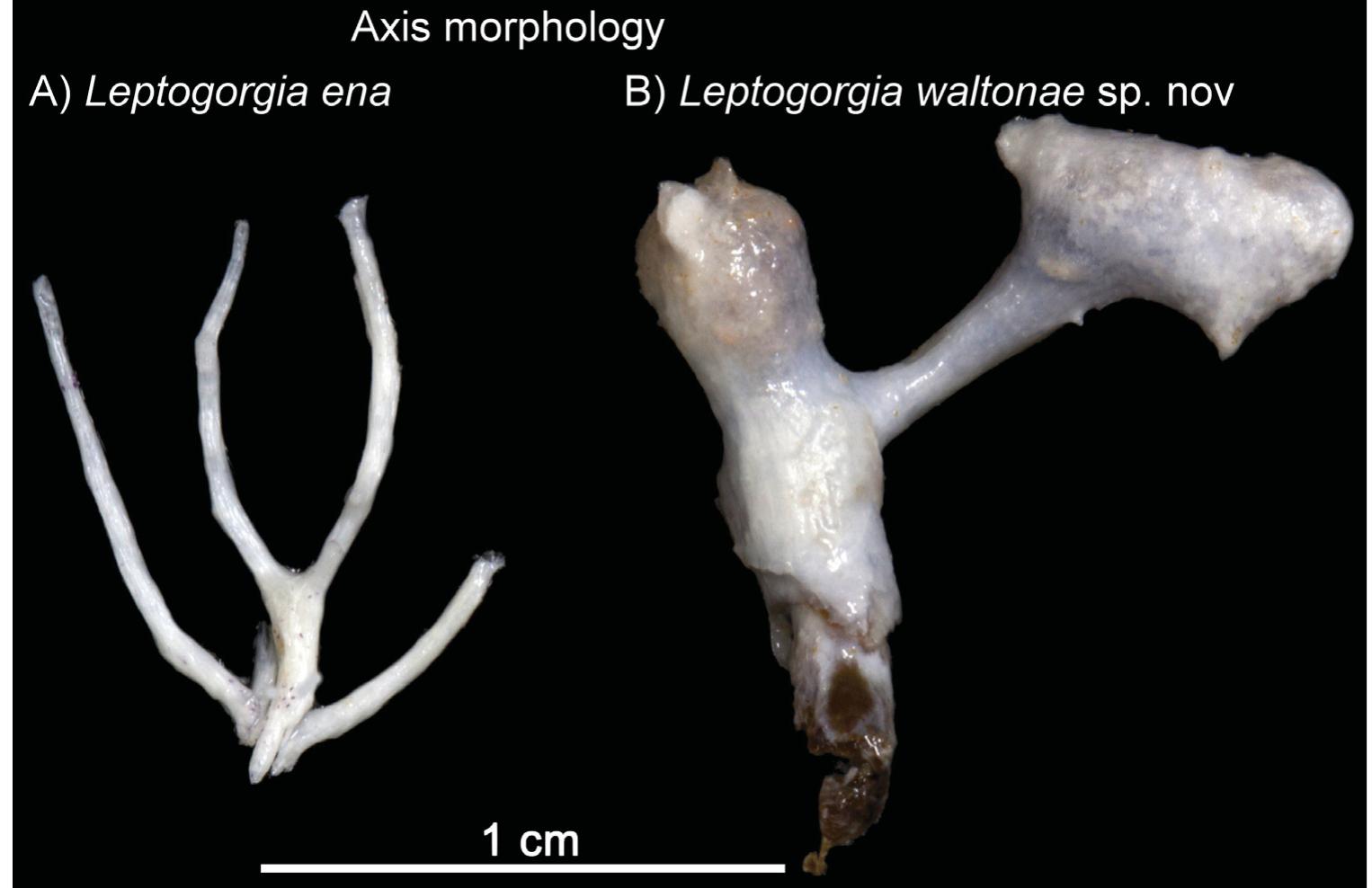 Comparison of axis morphology; a, leptogorgia ena axis