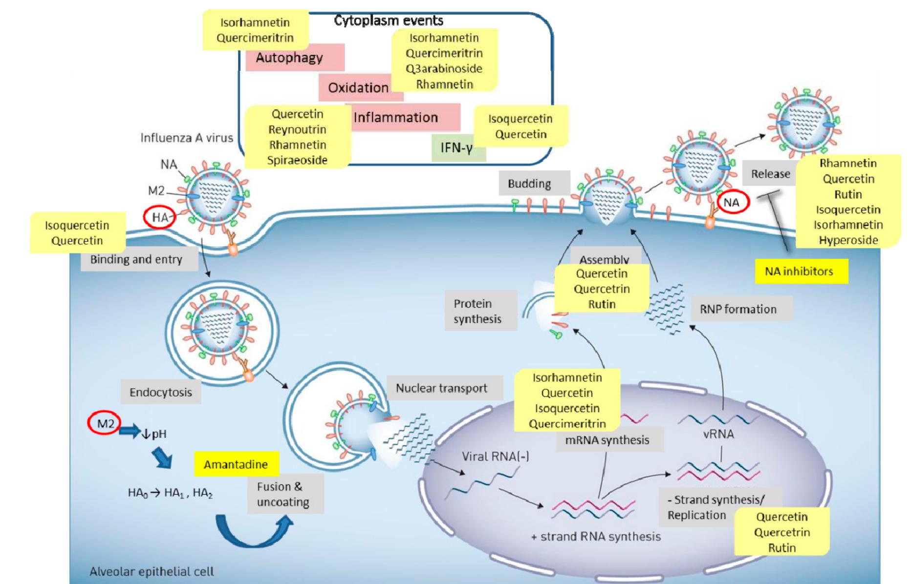 Schematic of the influenza virus life cycle and the pathways