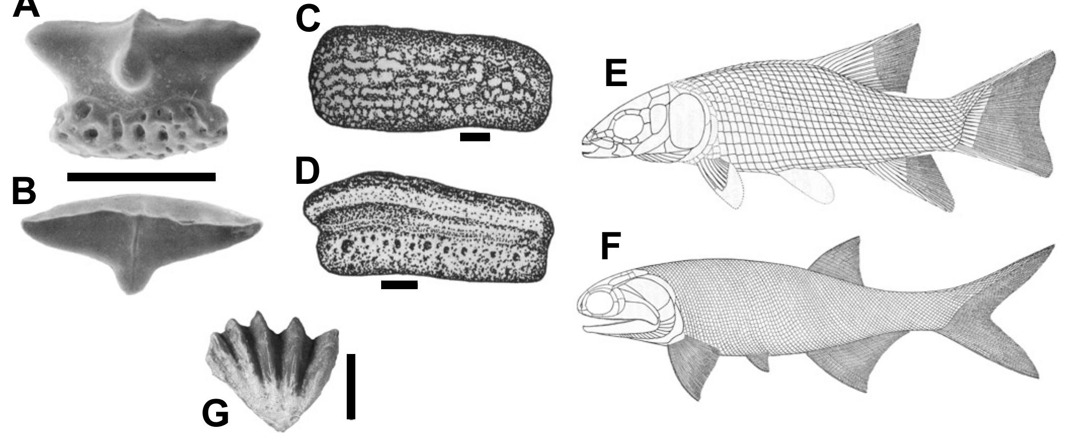 Basal vertebrates from the chinle formation of arizona. (a),