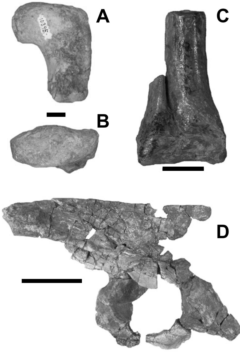 Dinosaurs from the chinle formation of arizona. right femur