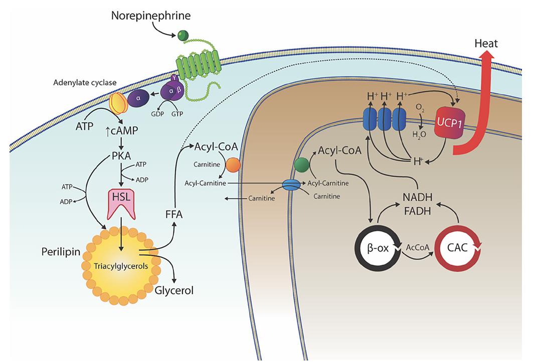 Schematic representation of thermogenesis mechanism in a