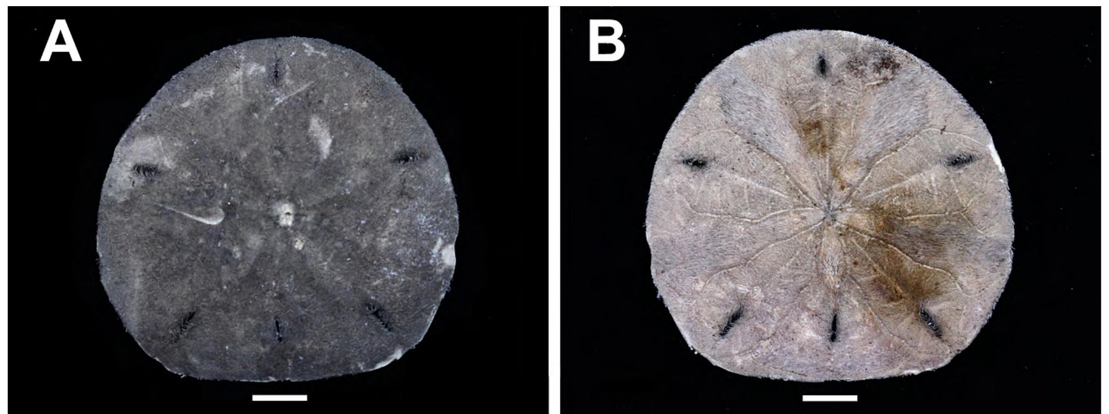 A: encope micropora, dorsal view. b: e. micropora, ventral