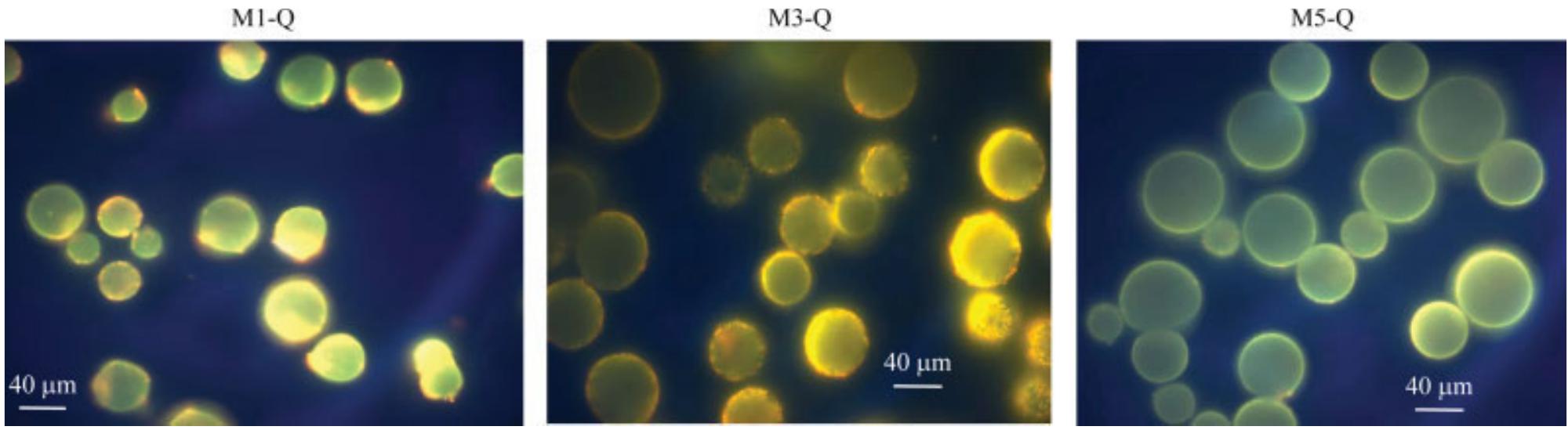Fluorescence microscopy images of q-loaded microspheres