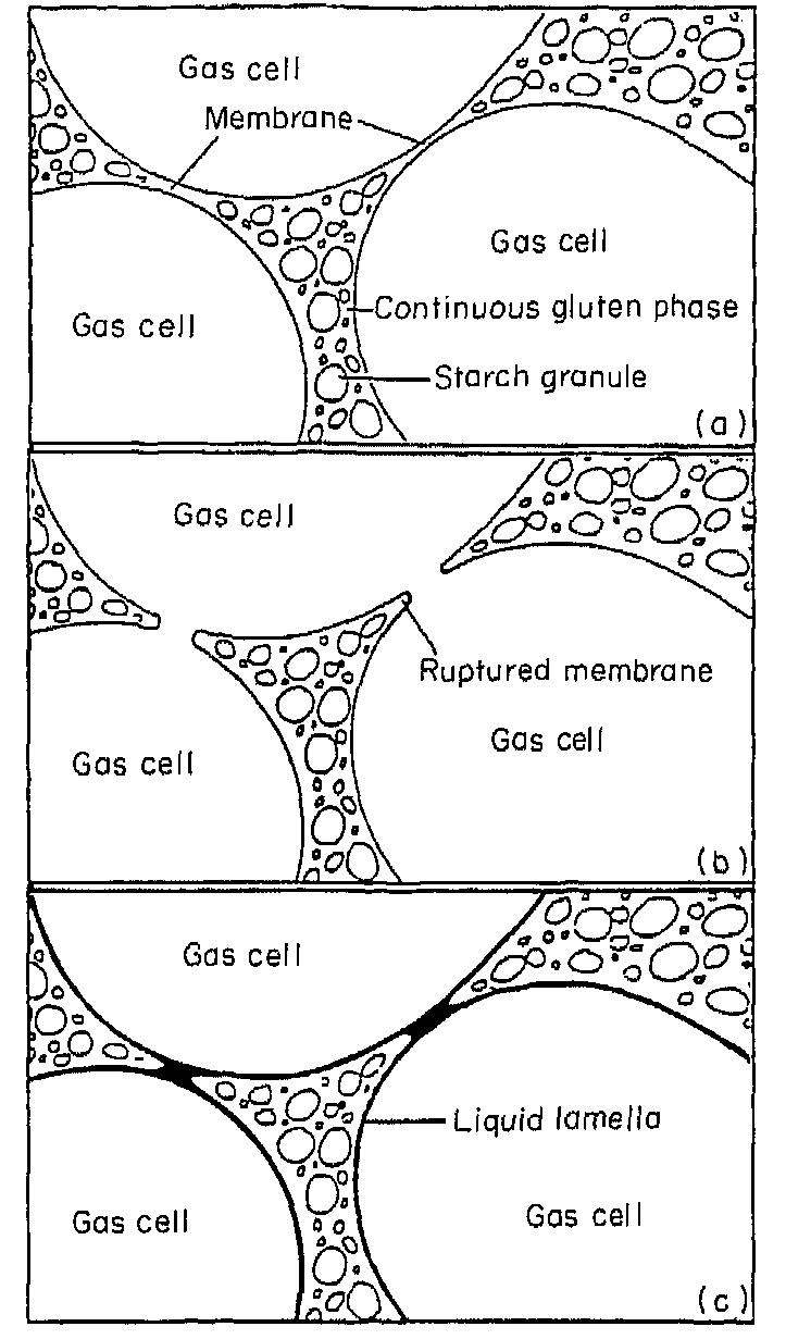 Schematic representation of the structure of proved dough.