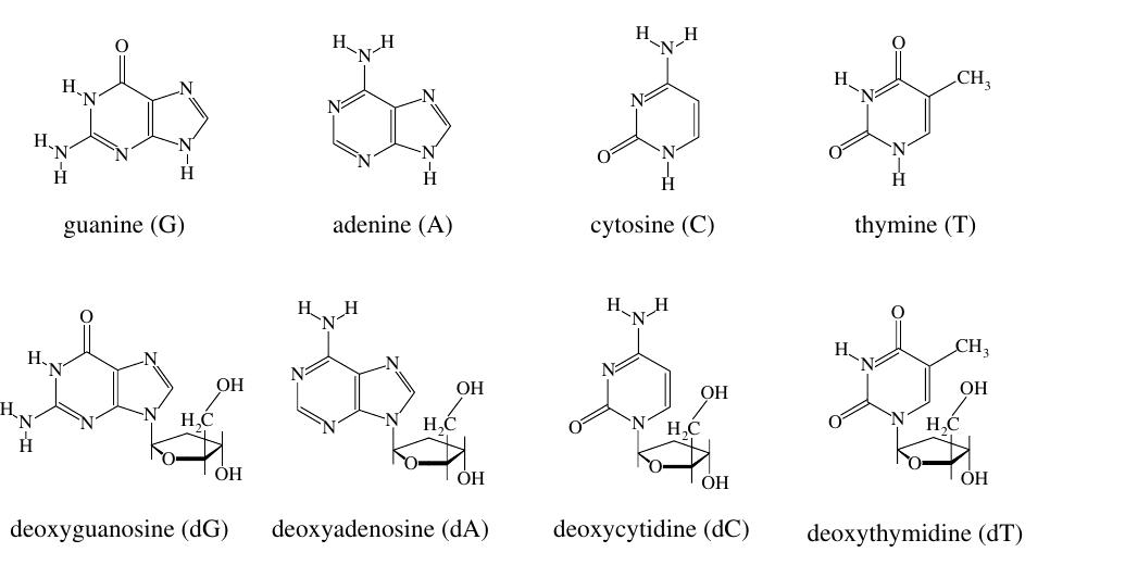 Far-infrared vibrational modes of dna components studied by