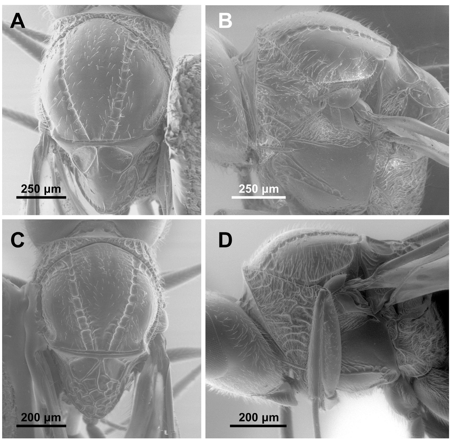 A-b. anacharis antennata belizin, 1951, mesosoma. a. dorsal