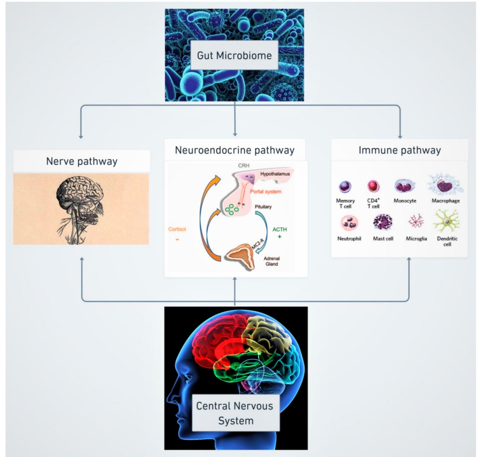 Schematic diagram of the three pathways (nerve,
