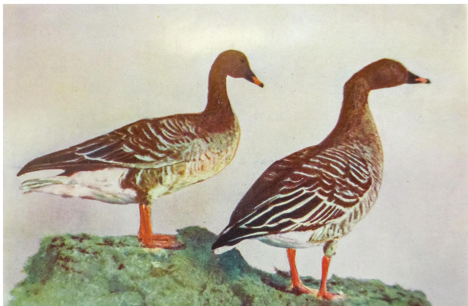 Figure 1 - The mystery of Anser neglectus Sushkin, 1897.
