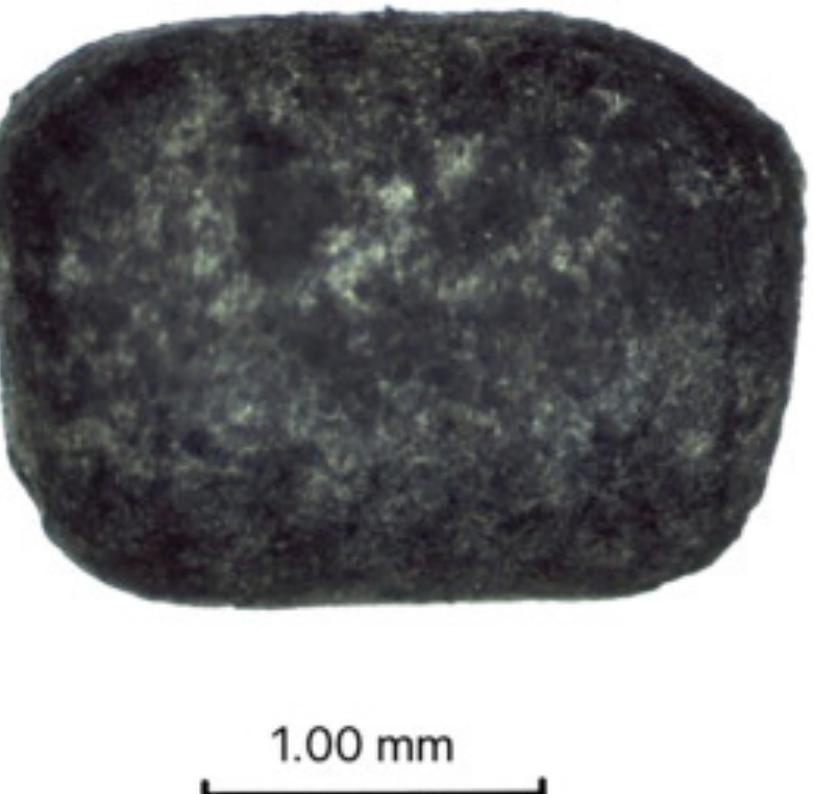 Photomicrograph of vigna sp. cotyledon (exterior view) from