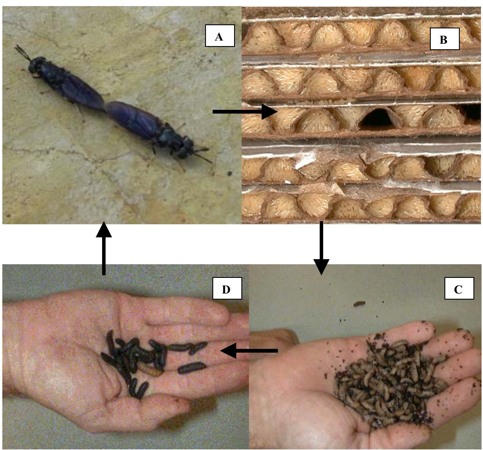 Life stages of the black soldier fly. the adult flies are