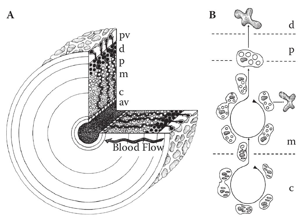 (a) schematic drawing of one lobule of trophosome in larger