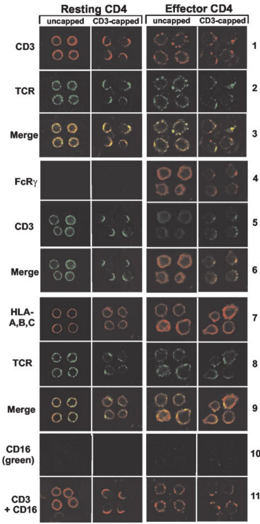 Specific colocalization of the tcr/cd3 complex with the